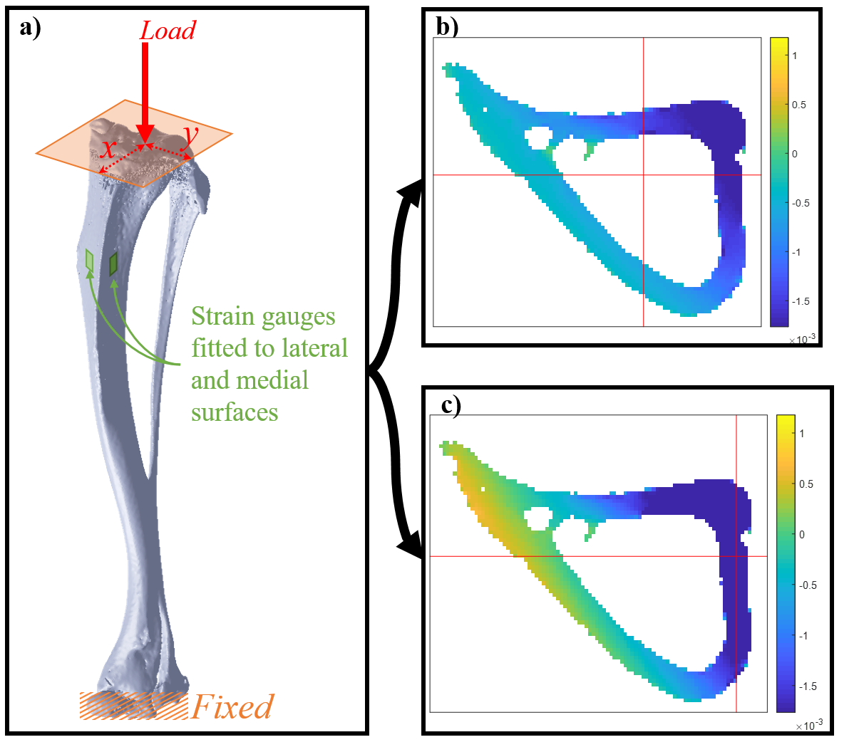 Where is the load applied in the mouse-tibia model? Insights through finite element modelling ...